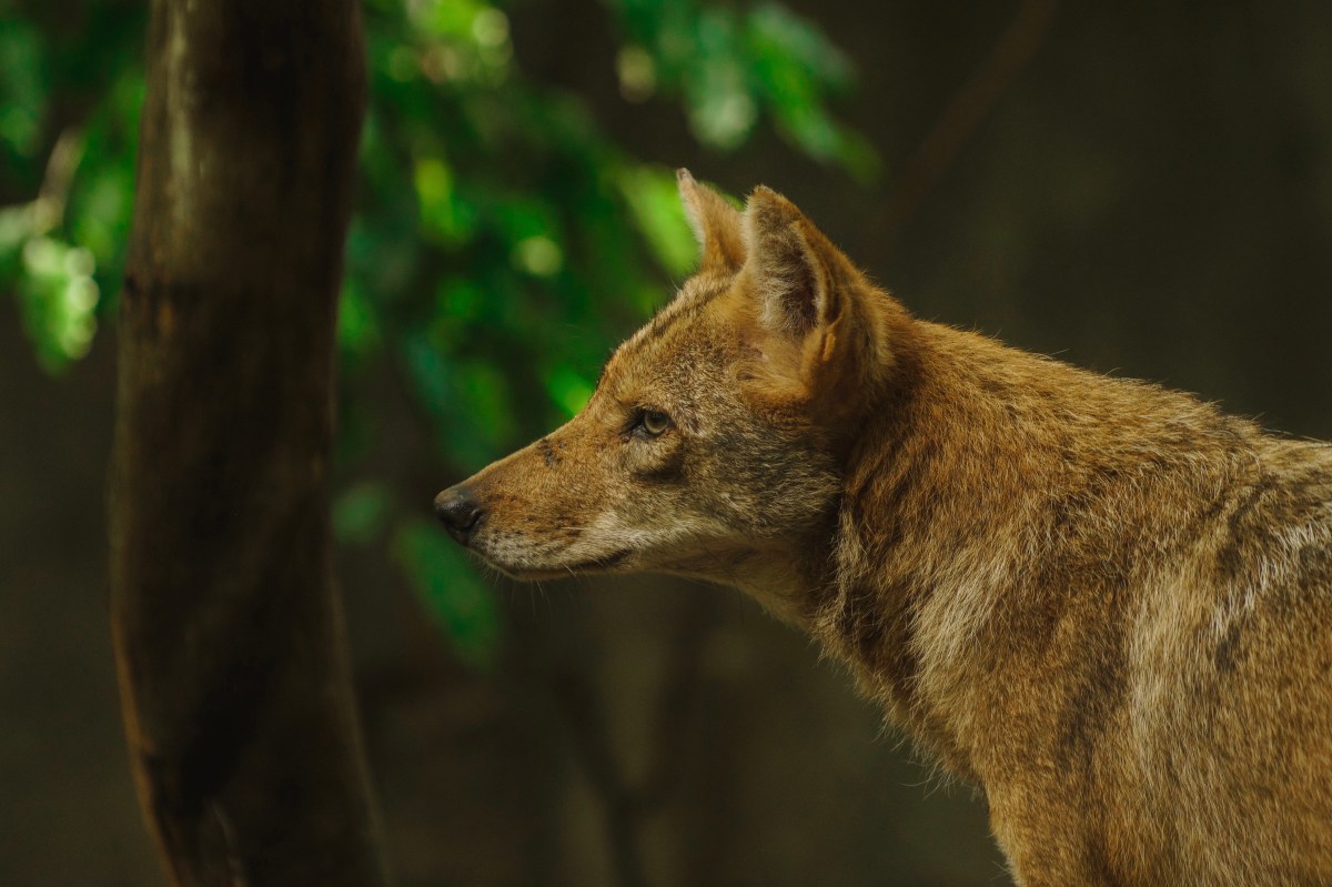 Only 20 red wolves remain in the wild in the Carolinas – The Palmetto ...
